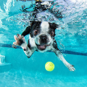 ¿Cuáles son los mejores perros nadadores? - Wow Mascota