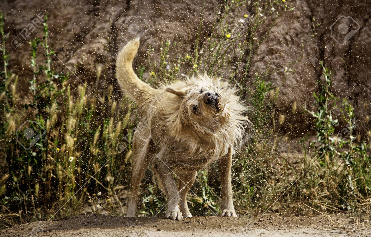 ¿Por qué los perros se sacuden? - Wow Mascota ¿Por qué los perros se sacuden? - Wow Mascota